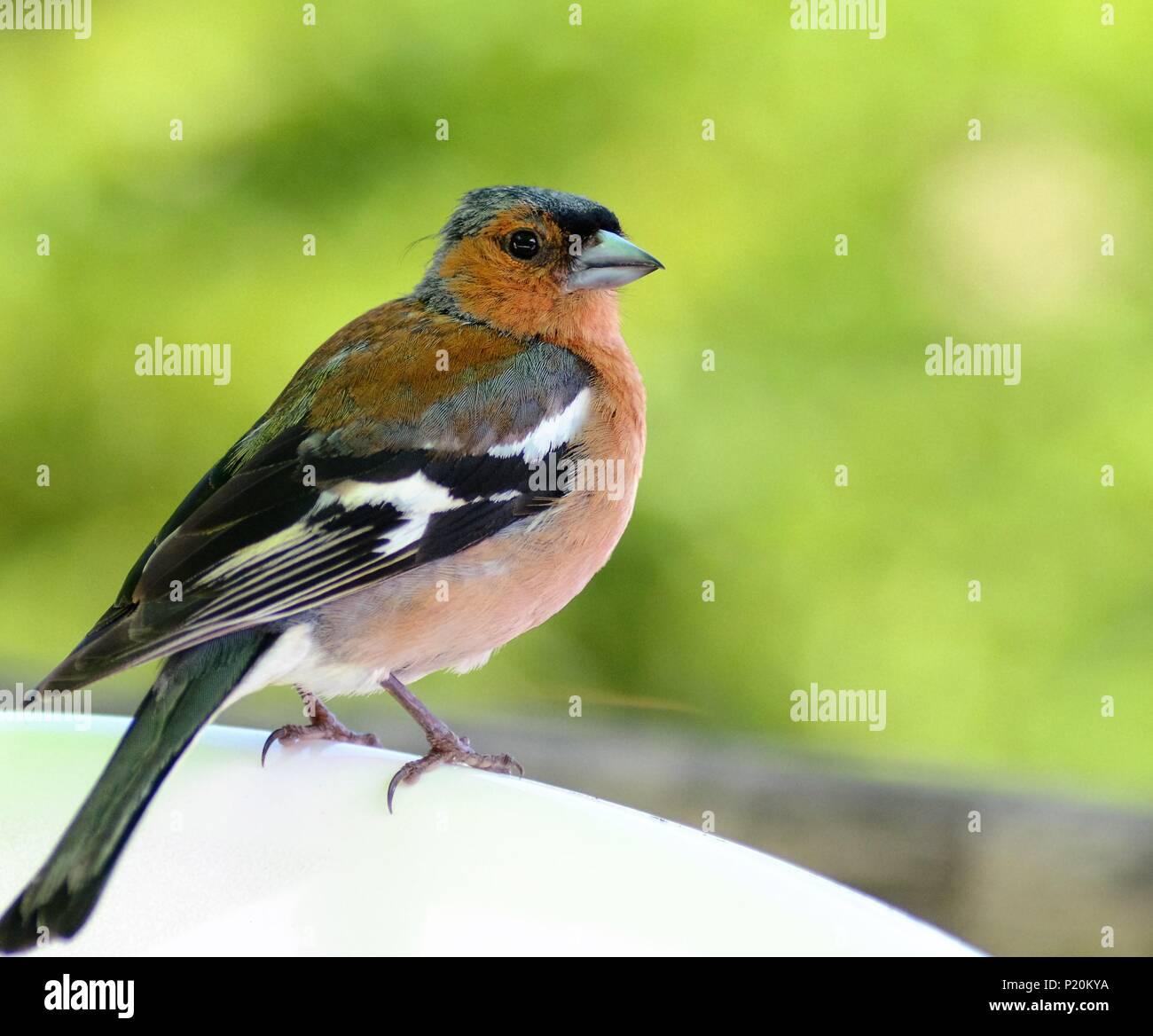 Widllife day hi-res stock photography and images - Alamy