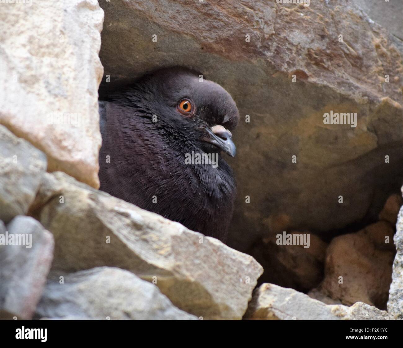 Nesting rock pigeon in Brittany France Stock Photo - Alamy