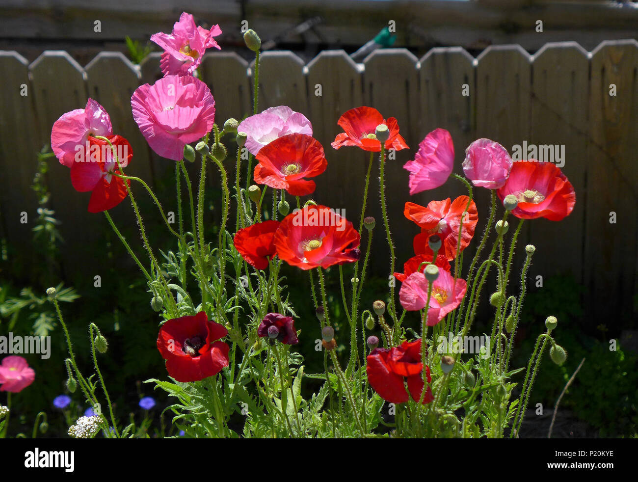 Red poppies in garden Stock Photo - Alamy