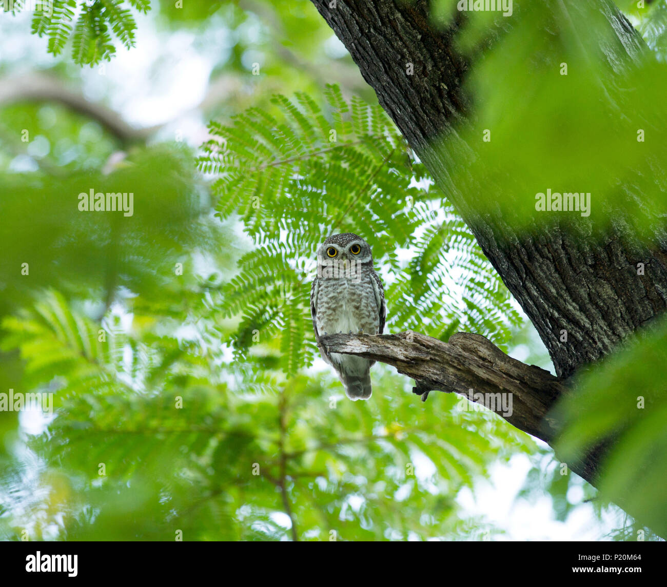 Young own on tree with green leaf background Stock Photo - Alamy