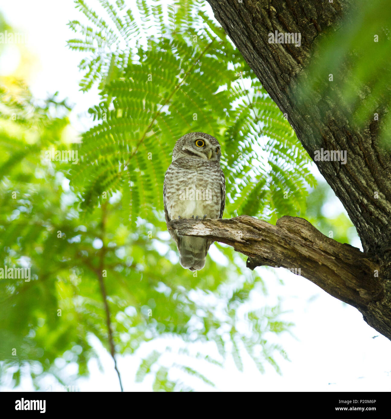 Young own on tree with green leaf background Stock Photo - Alamy