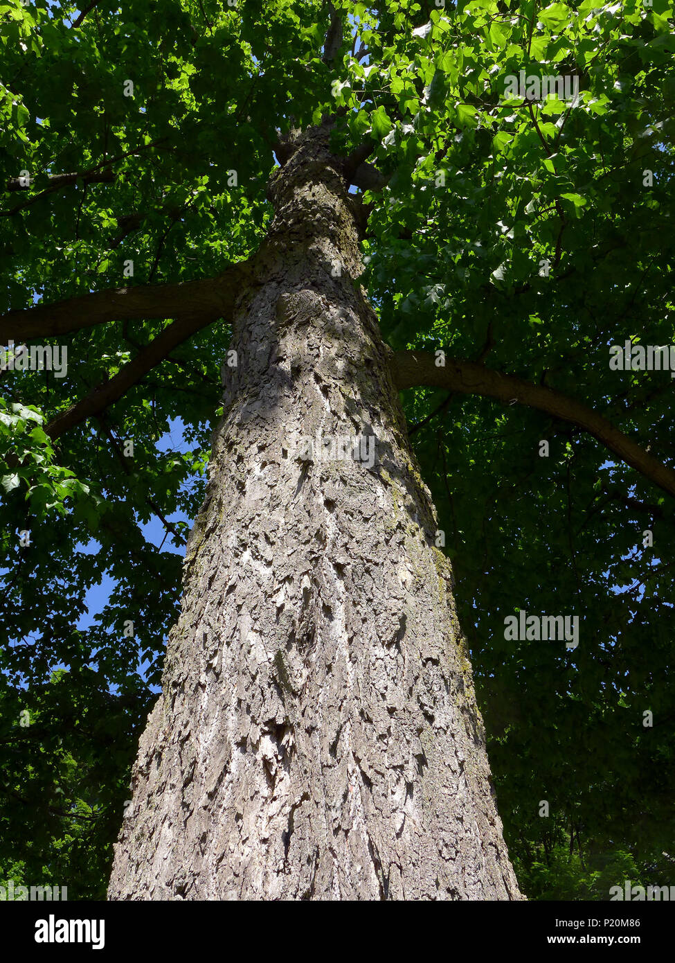 Tall stately tree, rough bark Stock Photo - Alamy
