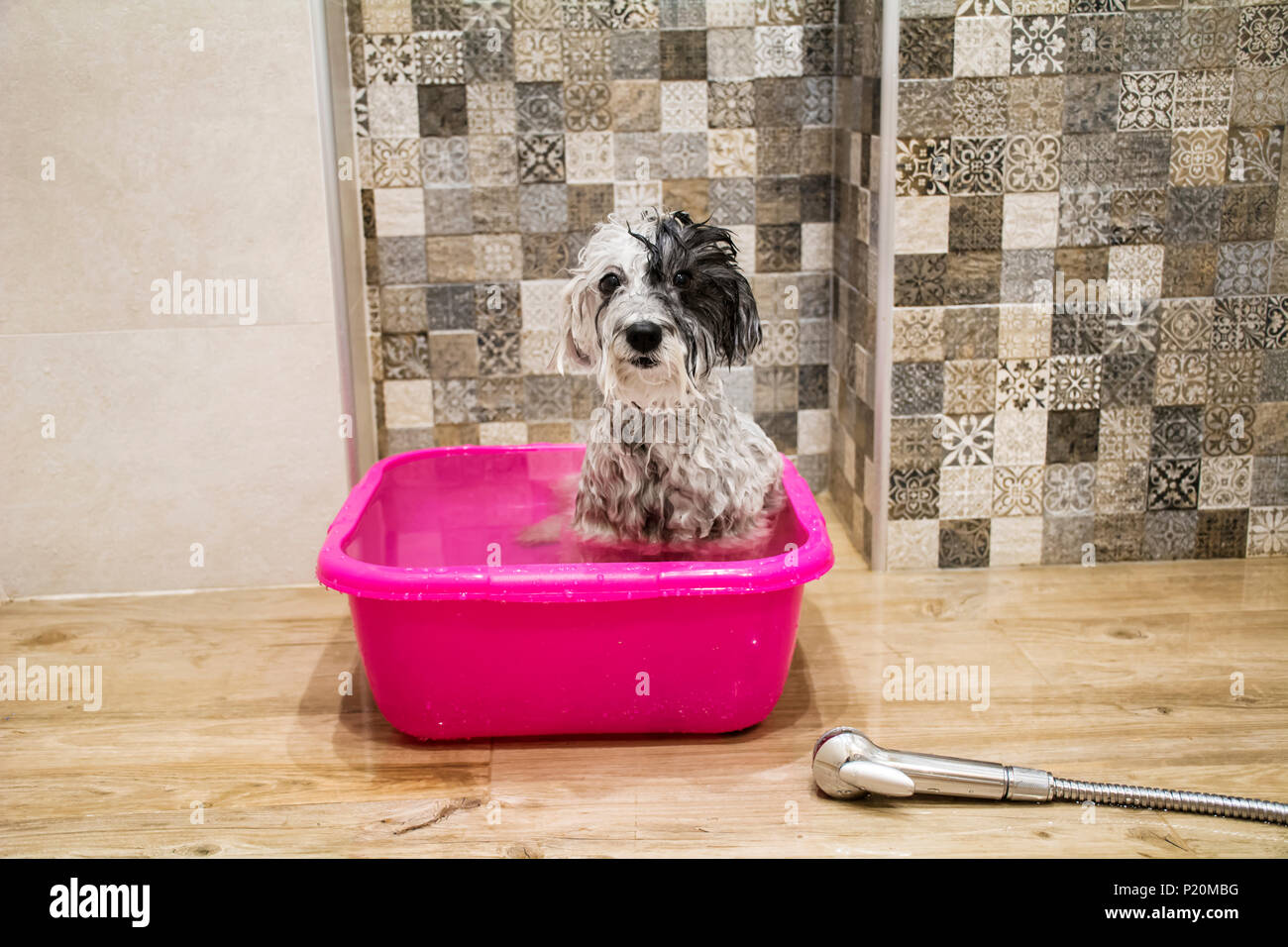 poodle dog taking a bath in a pink basin Stock Photo - Alamy