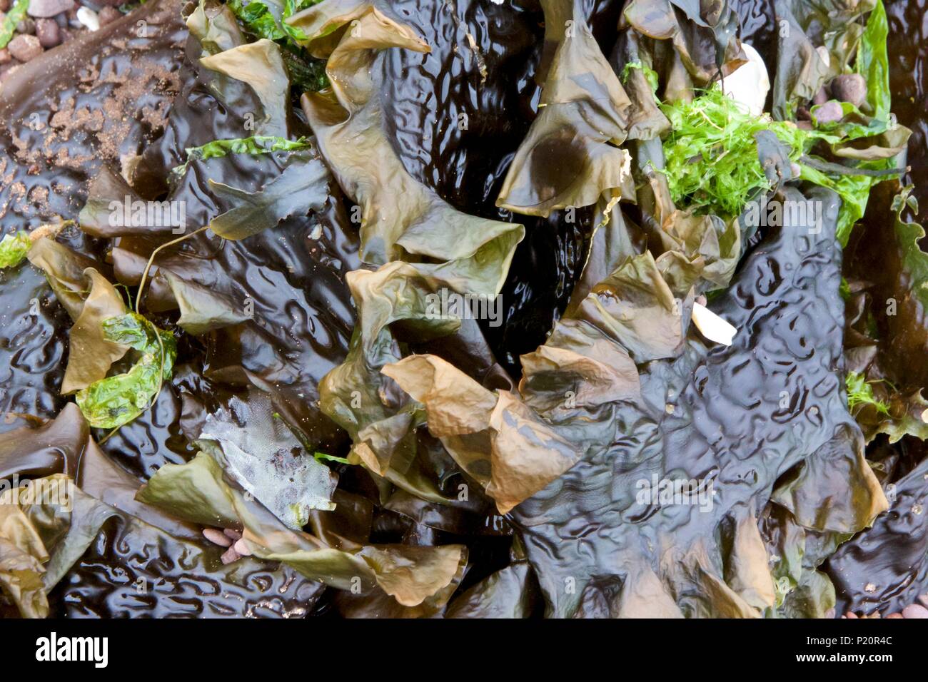 Closeup textures hi-res stock photography and images - Alamy