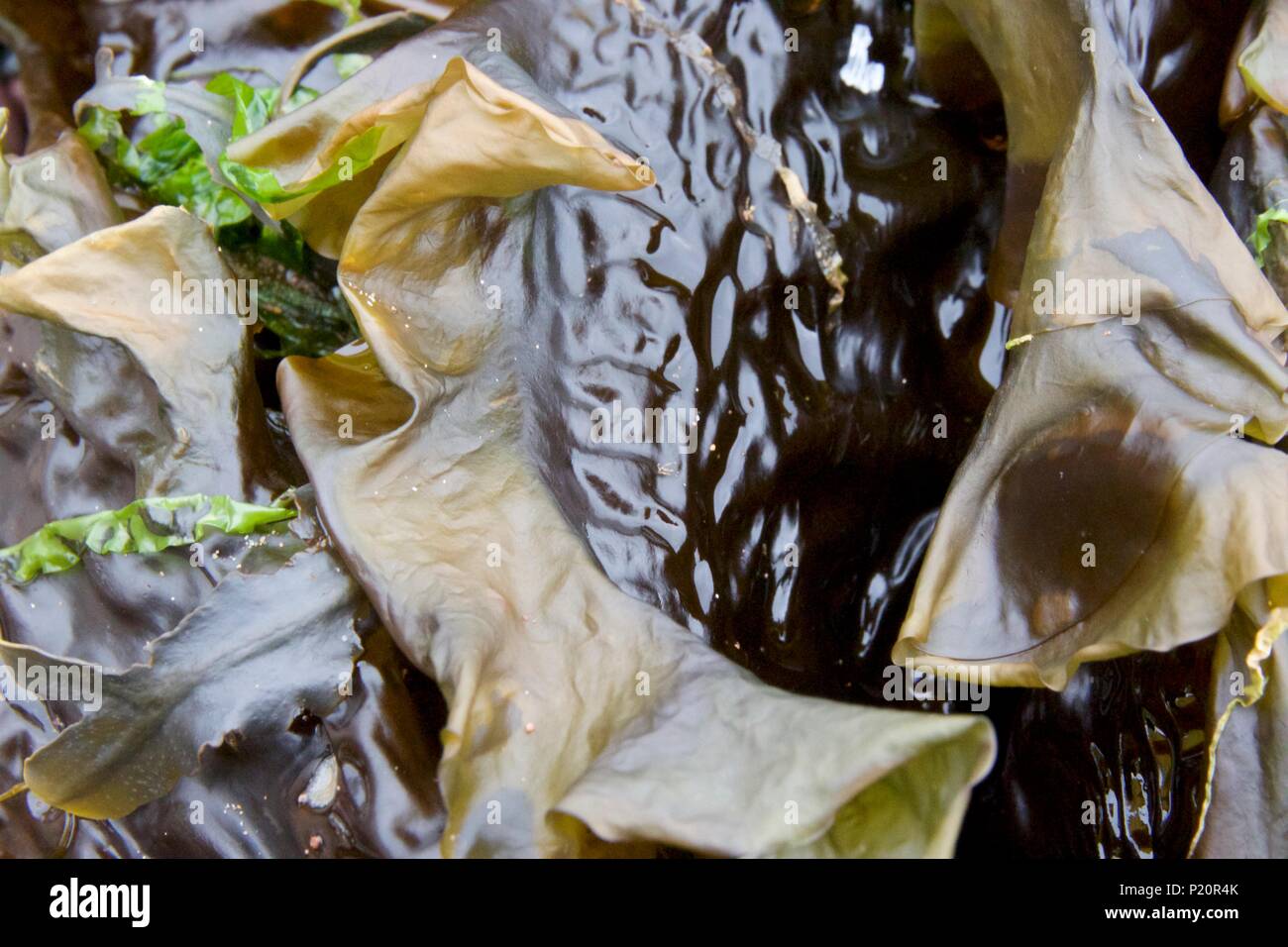 Closeup textures hi-res stock photography and images - Alamy