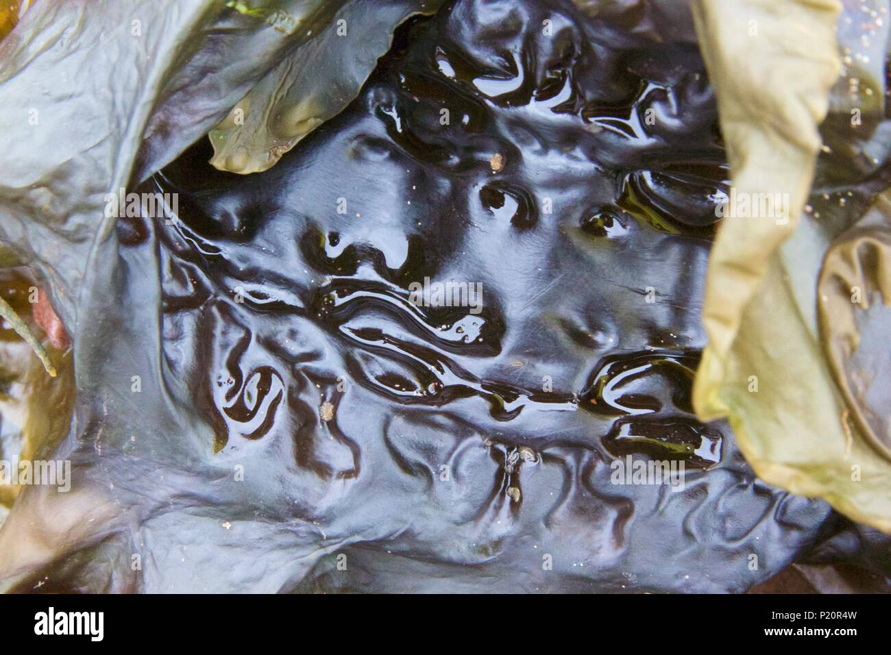 Texture of seaweed hi-res stock photography and images - Alamy