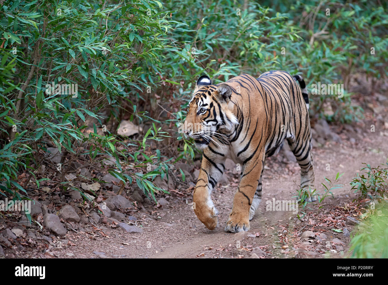 Sub adult male cub hi-res stock photography and images - Alamy