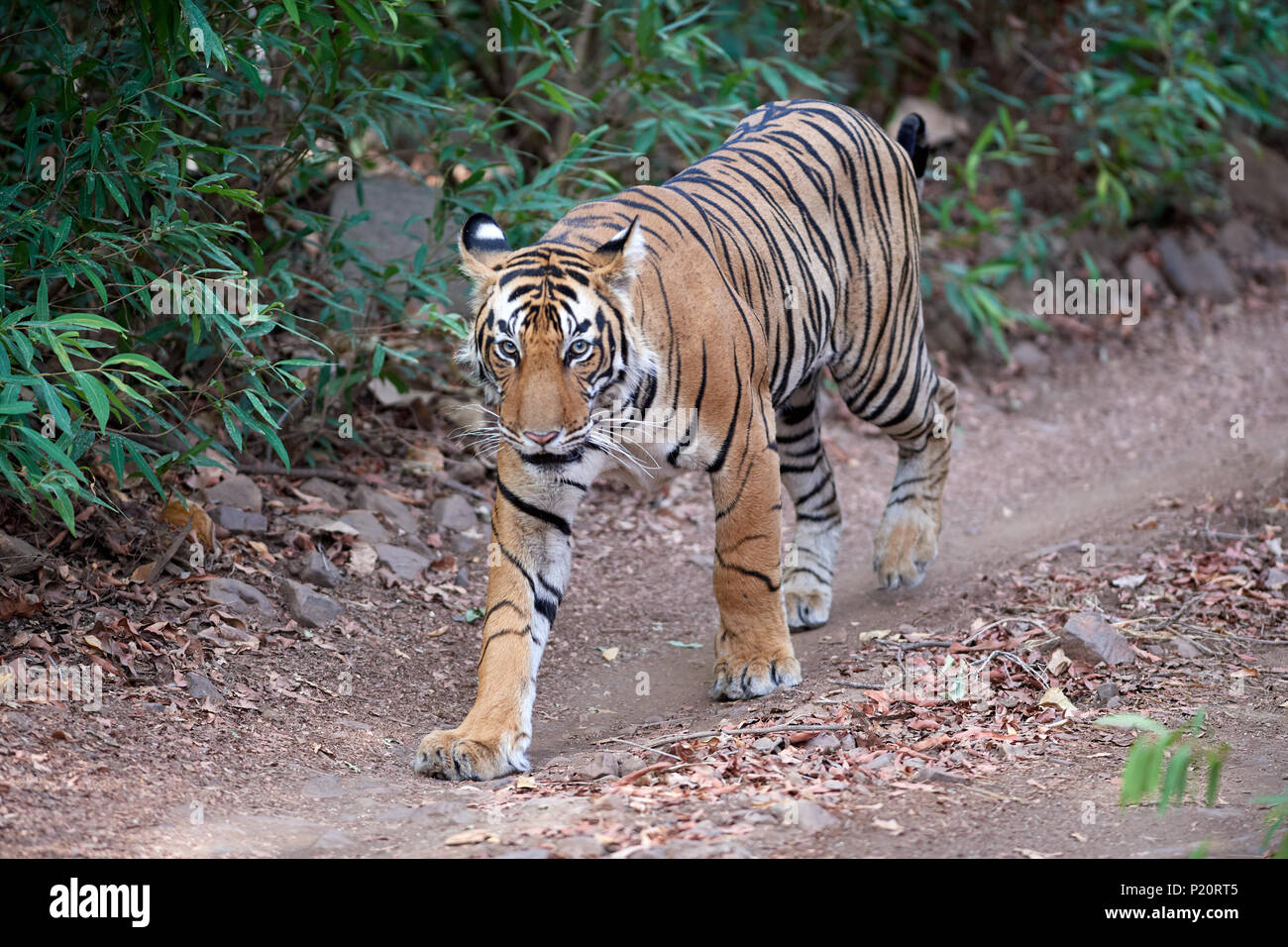 Sub adult male cub hi-res stock photography and images - Alamy