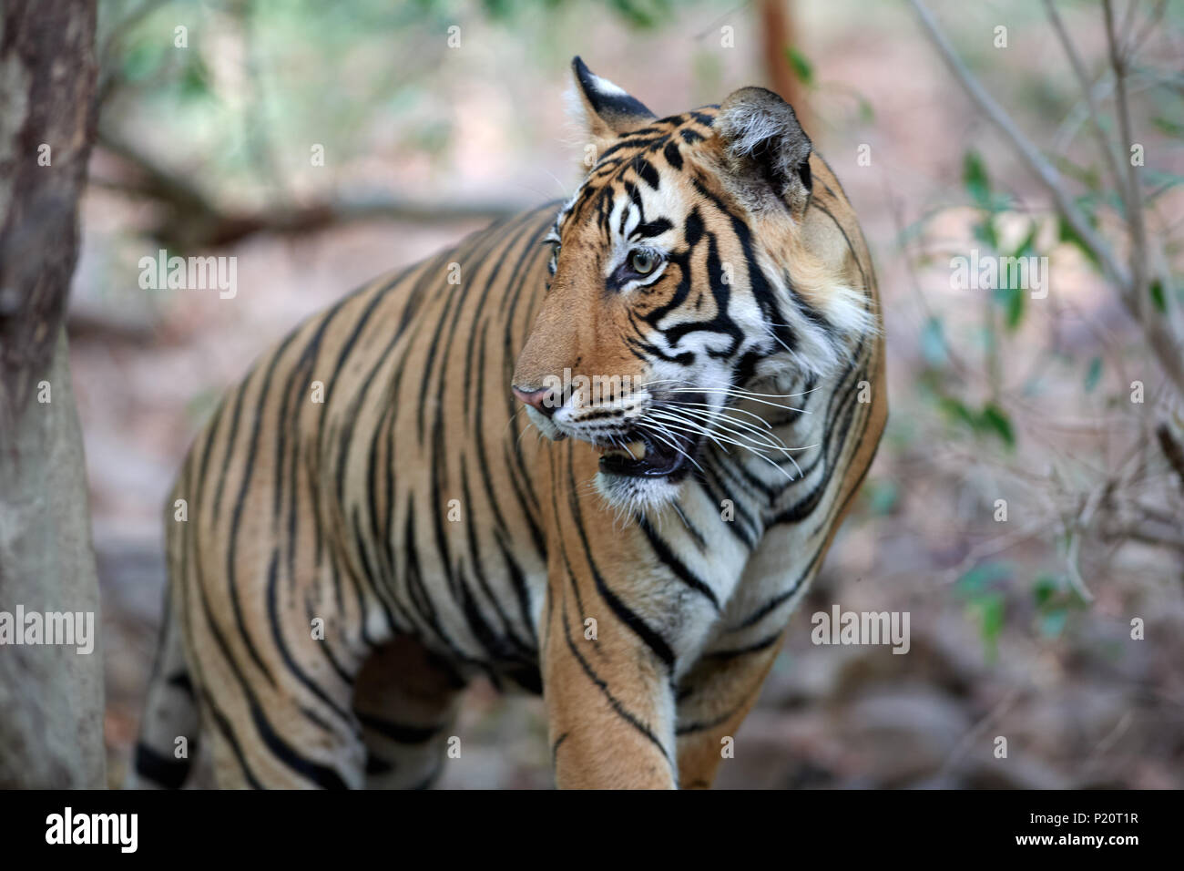 Sub adult male cub hi-res stock photography and images - Alamy