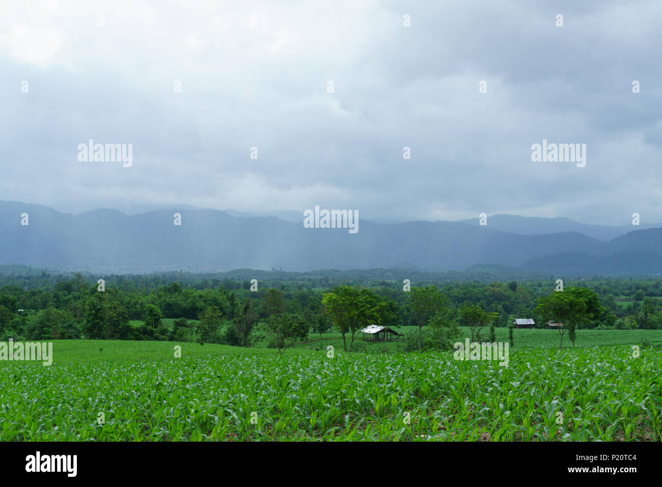 corn in the rainy season.agriculture in the rainy season and corn in ...