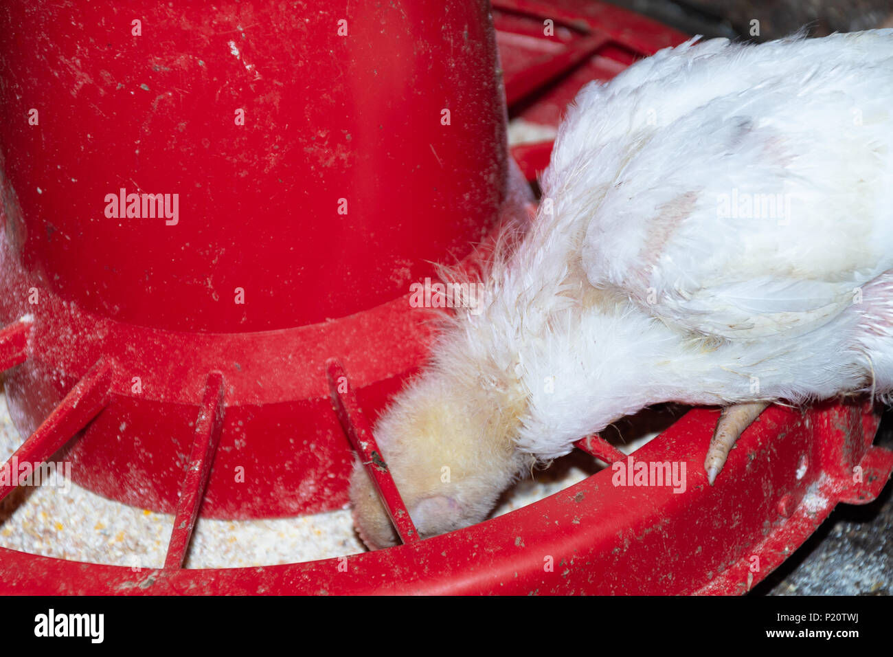 Broiler chickens. Domestic farm animals Stock Photo - Alamy
