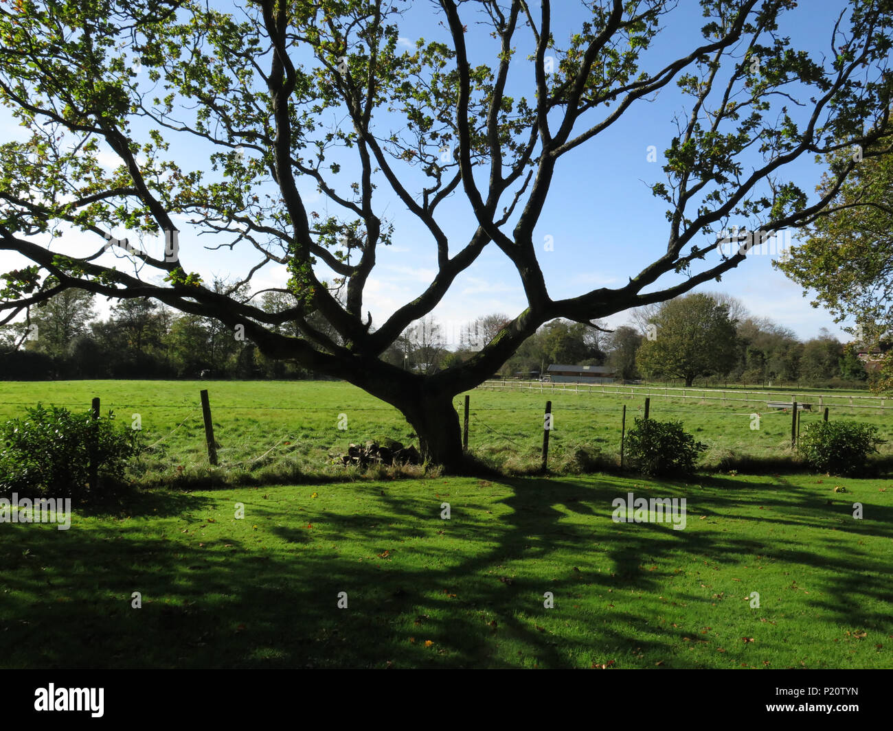 Branches of oak tree hi-res stock photography and images - Alamy