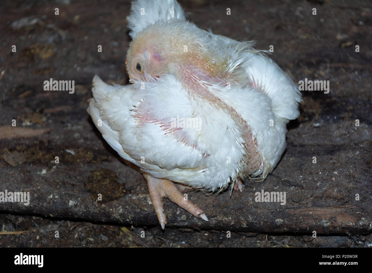 Chicken broiler. Domestic farm animals Stock Photo - Alamy
