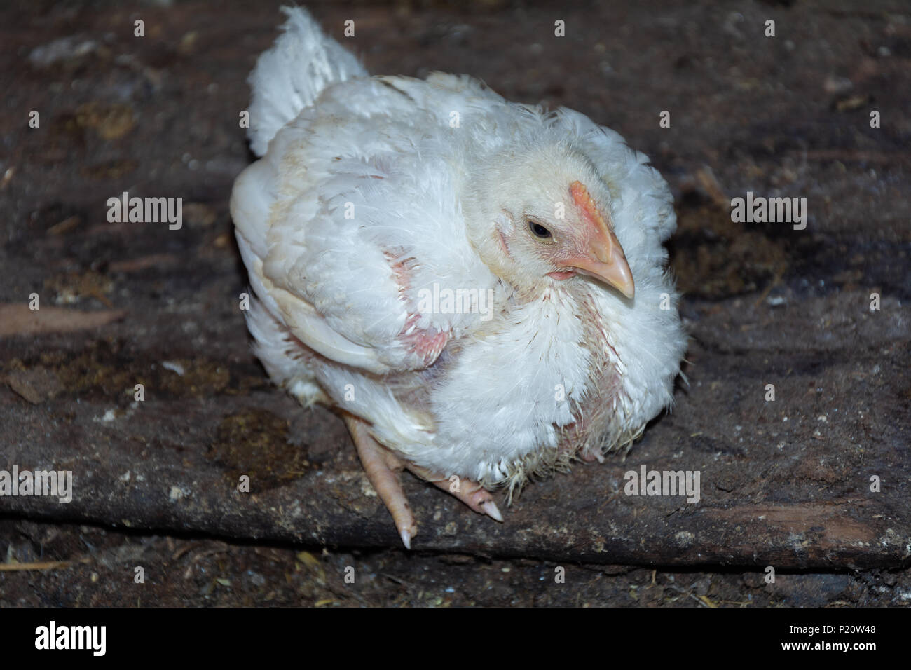 Chicken broiler. Domestic farm animals Stock Photo - Alamy