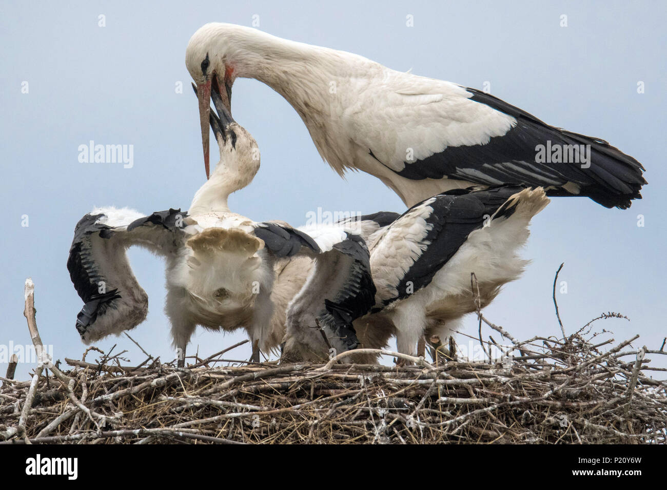 13 June 2018, Biebesheim, Germany: A stork is feeding its offspirng ...