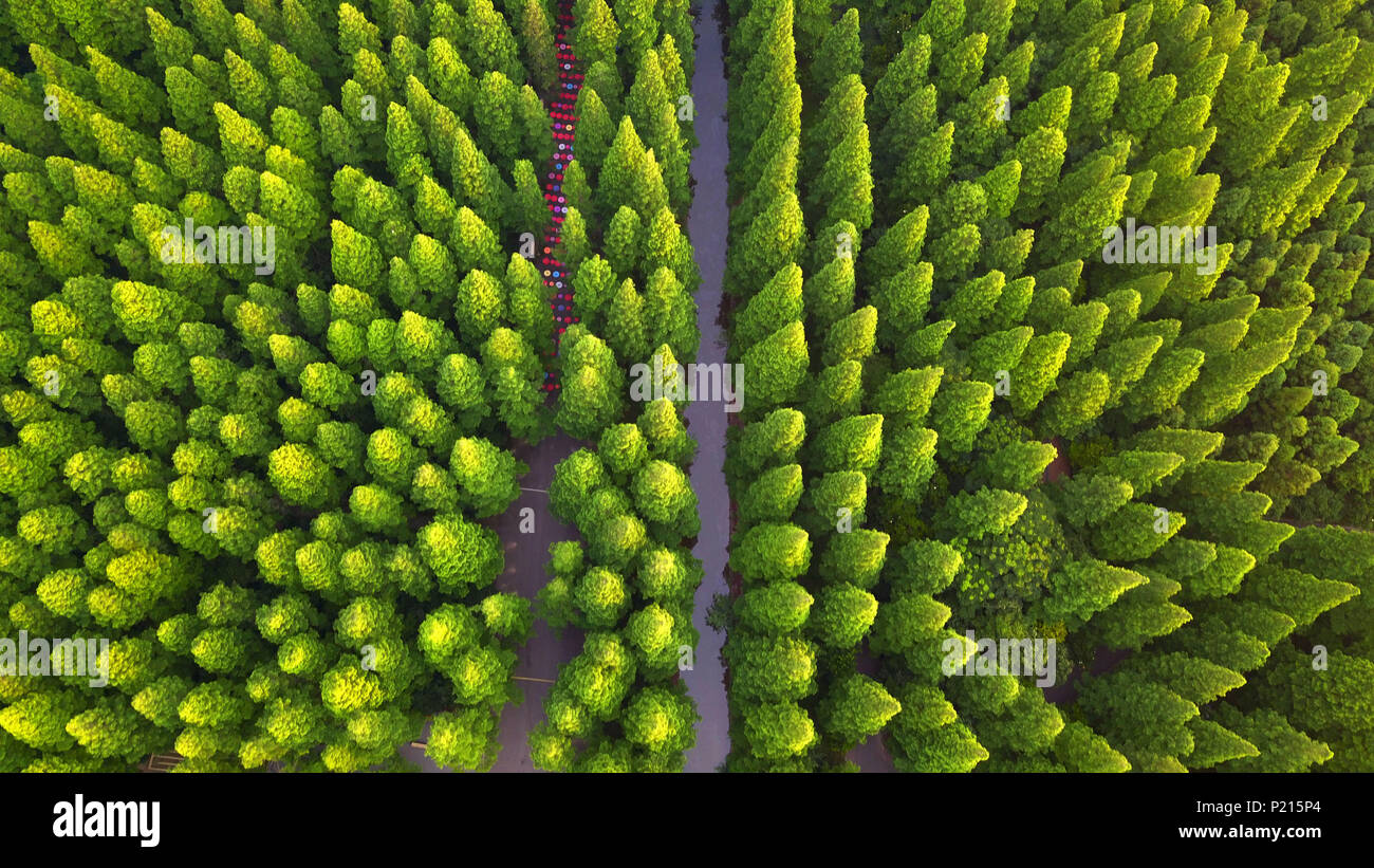 Dongping national forest park hi-res stock photography and images - Alamy