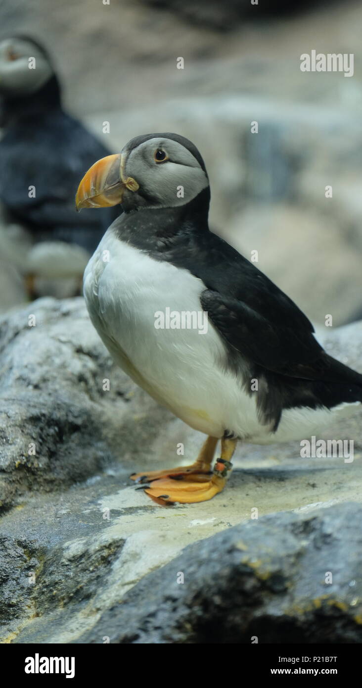 Penguins are awesome hi-res stock photography and images - Alamy
