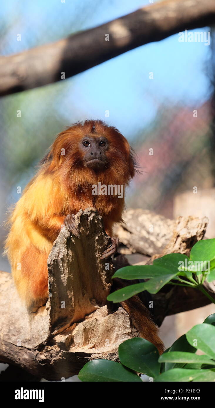 Pet monkeys hi-res stock photography and images - Alamy