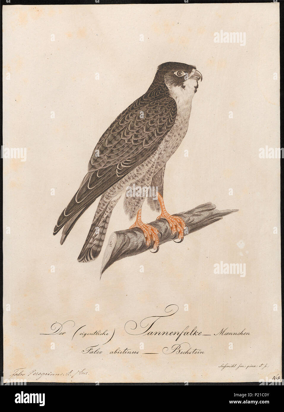 122 Falco peregrinus - 1800-1812 - Print - Iconographia Zoologica ...