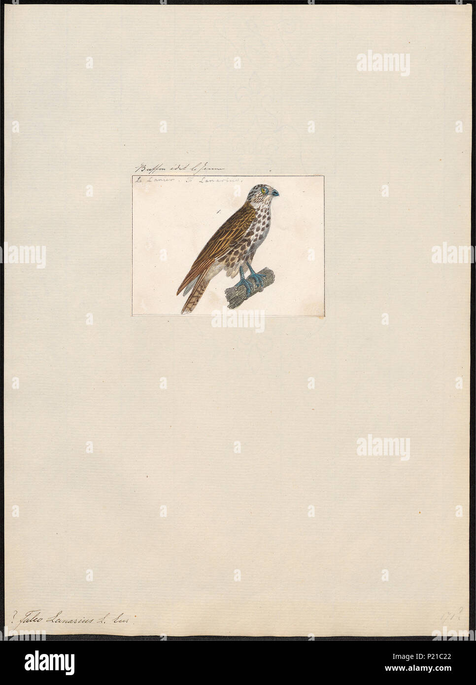 . Falco lanarius . between 1700 and 1880 122 Falco lanarius - 1700-1880 ...