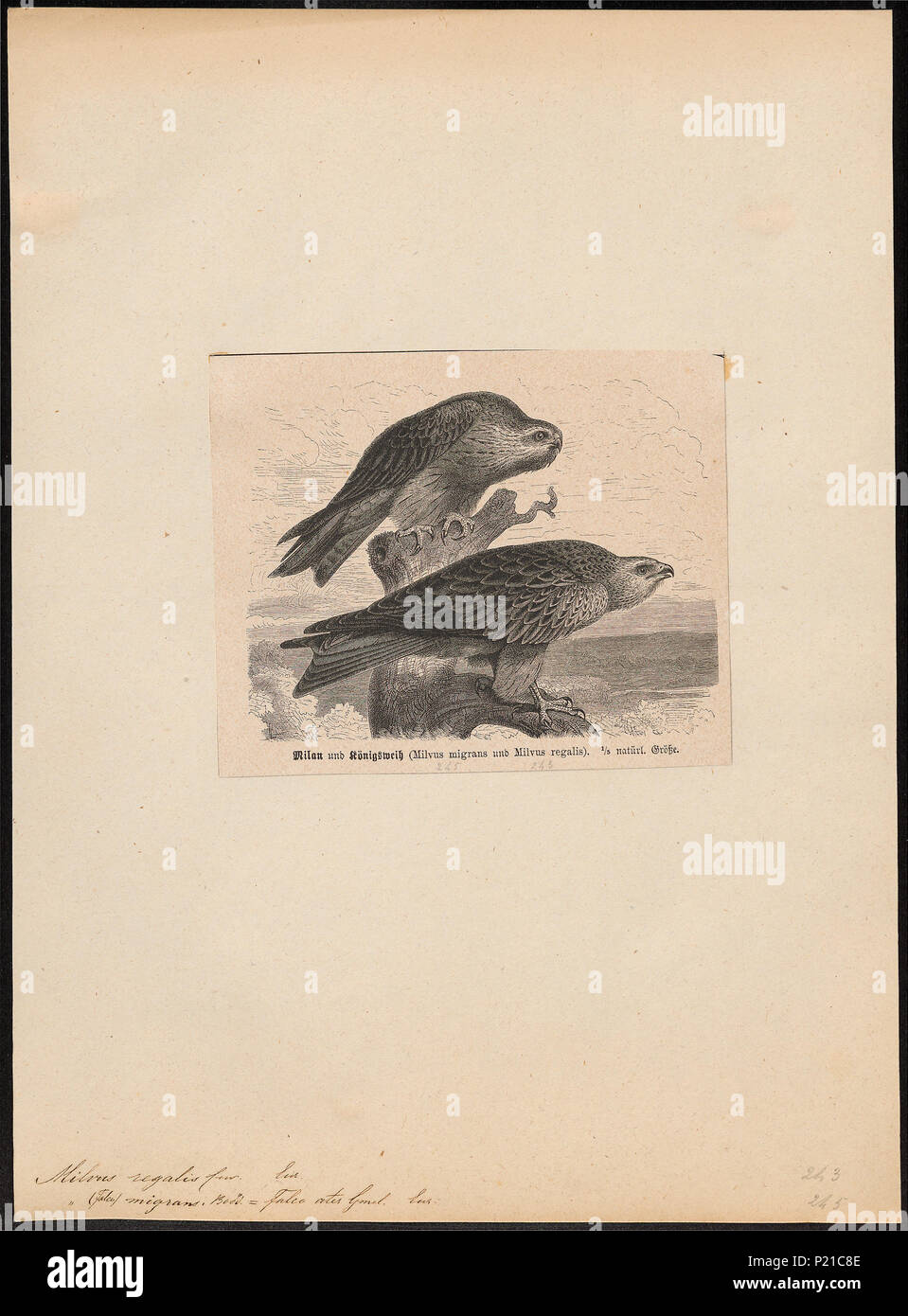 194 Milvus regalis - 1700-1880 - Print - Iconographia Zoologica ...