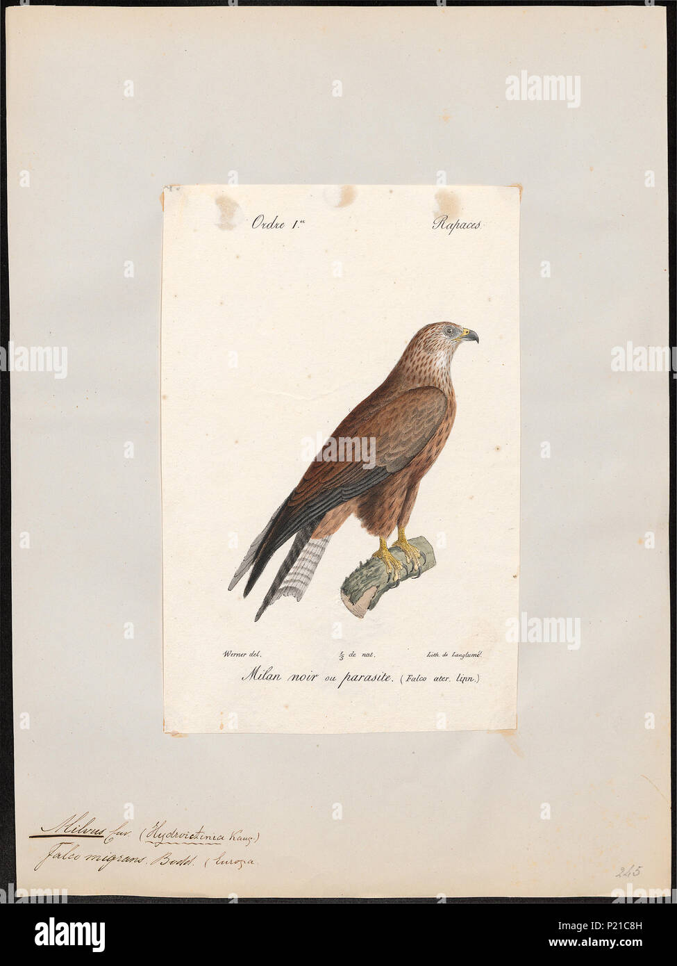 Milvus migrans black kite hi-res stock photography and images - Alamy