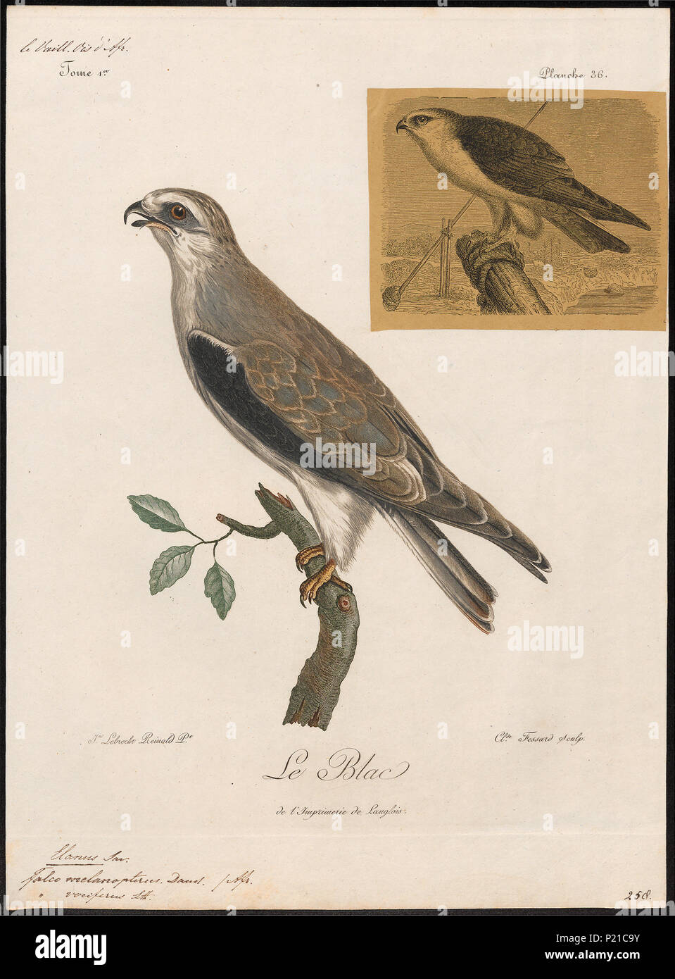 Elanus melanopterus hi-res stock photography and images - Alamy