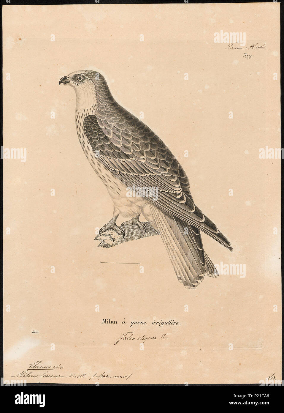 Elanus leucurus hi-res stock photography and images - Alamy