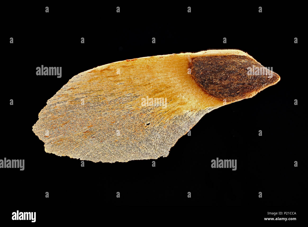 Picea abies, Norway spruce, Fichte, seed, close up, seed size 12-15 mm ...