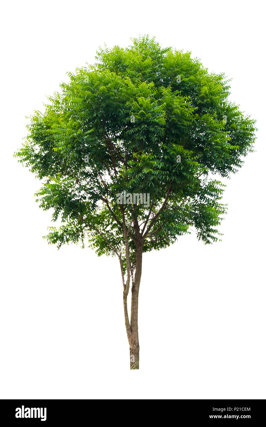 Tree isolated on a white background, Can be used a tree for part ...