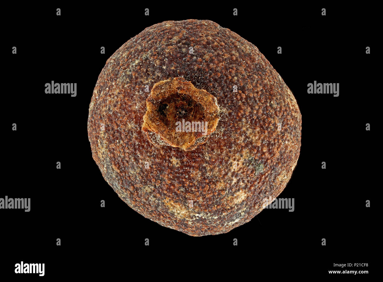 Pimenta dioica, Allspice, Piment, fruit, close up, fruit size 5-10 mm ...