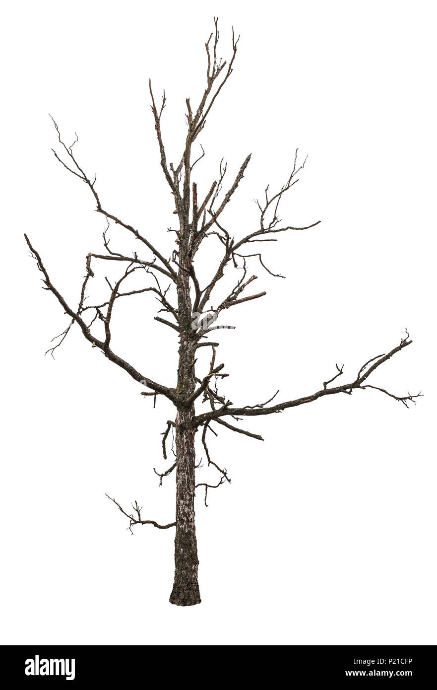 Tree Of Death High Resolution Stock Photography and Images - Alamy