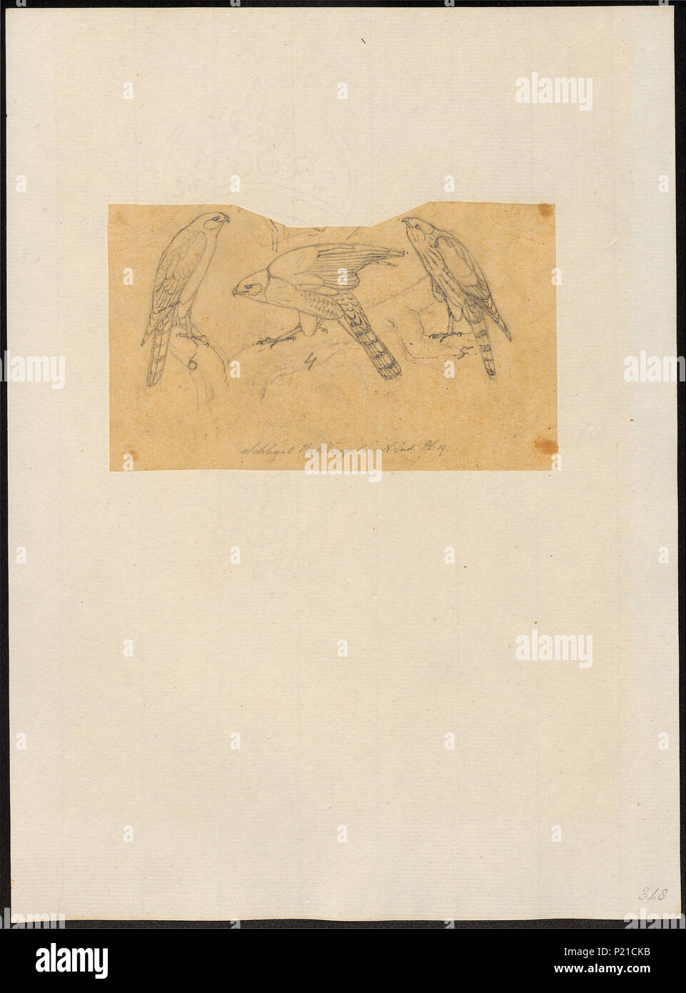 Soloensis hi-res stock photography and images - Alamy