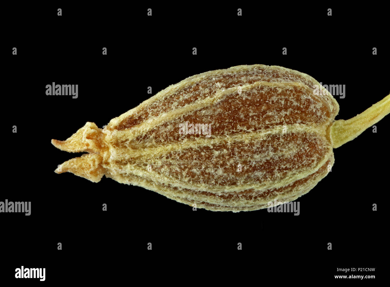 Pimpinella anisum, Anise, Anis, seed, close up, seed size 3-5 mm Stock ...