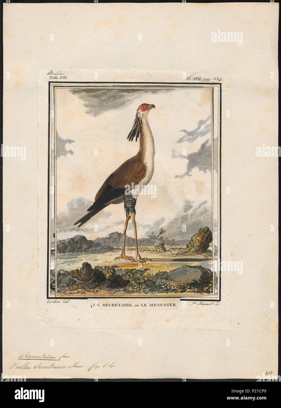 Serpentarius reptilivorus hi-res stock photography and images - Alamy