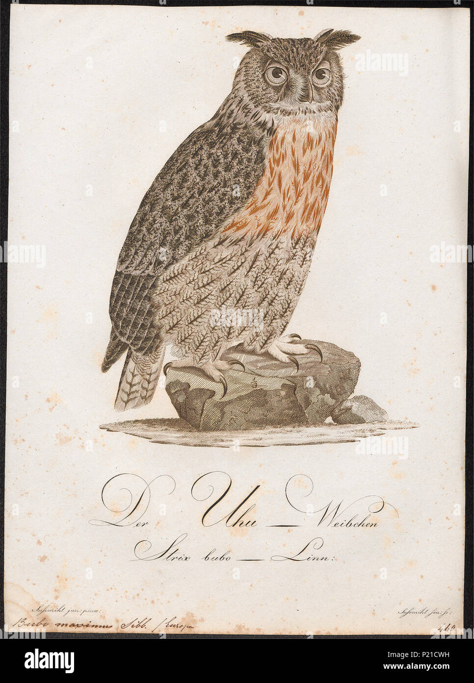 Bubo maximus hi-res stock photography and images - Alamy