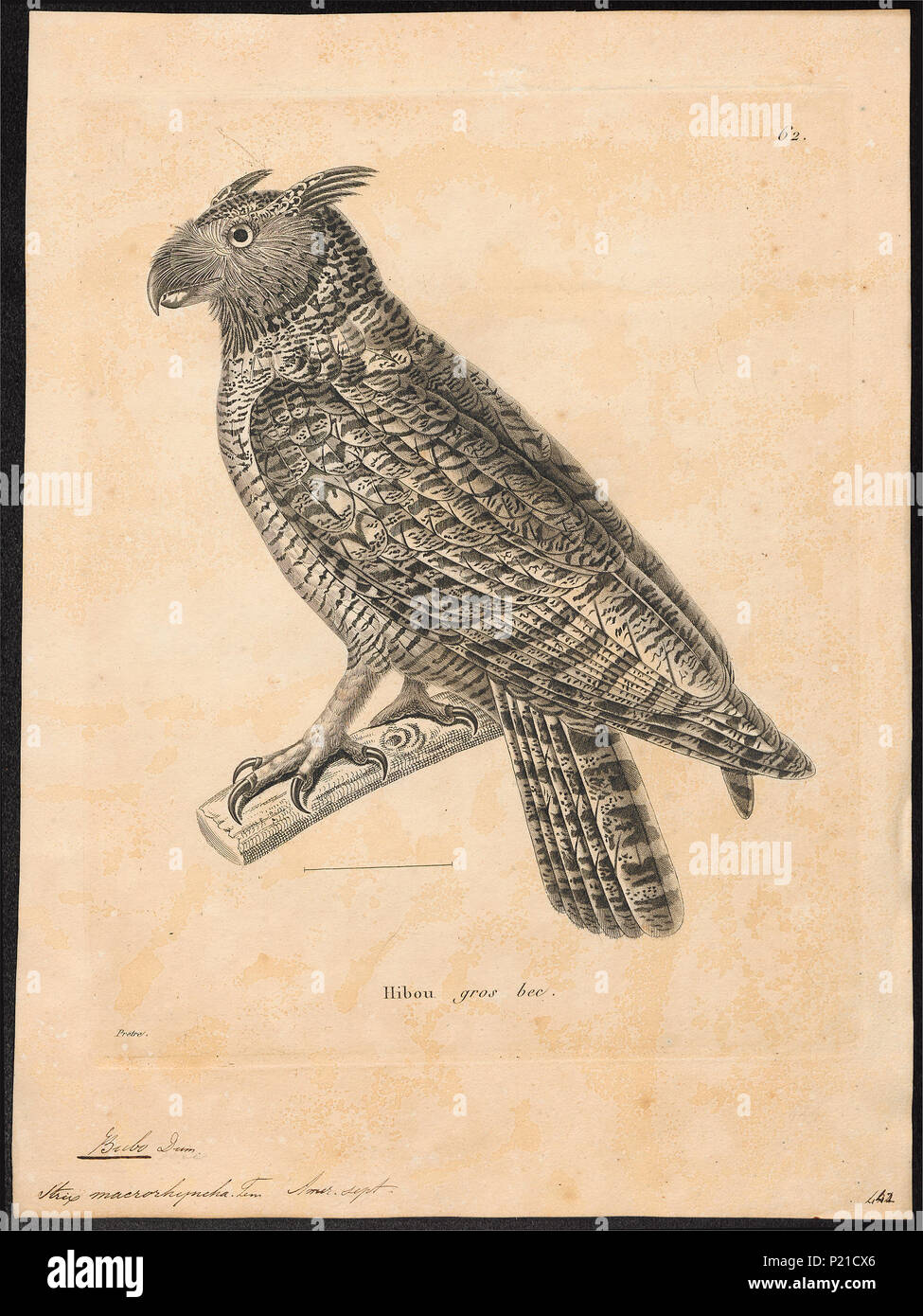 Bubo virginianus naturalist hi-res stock photography and images - Alamy