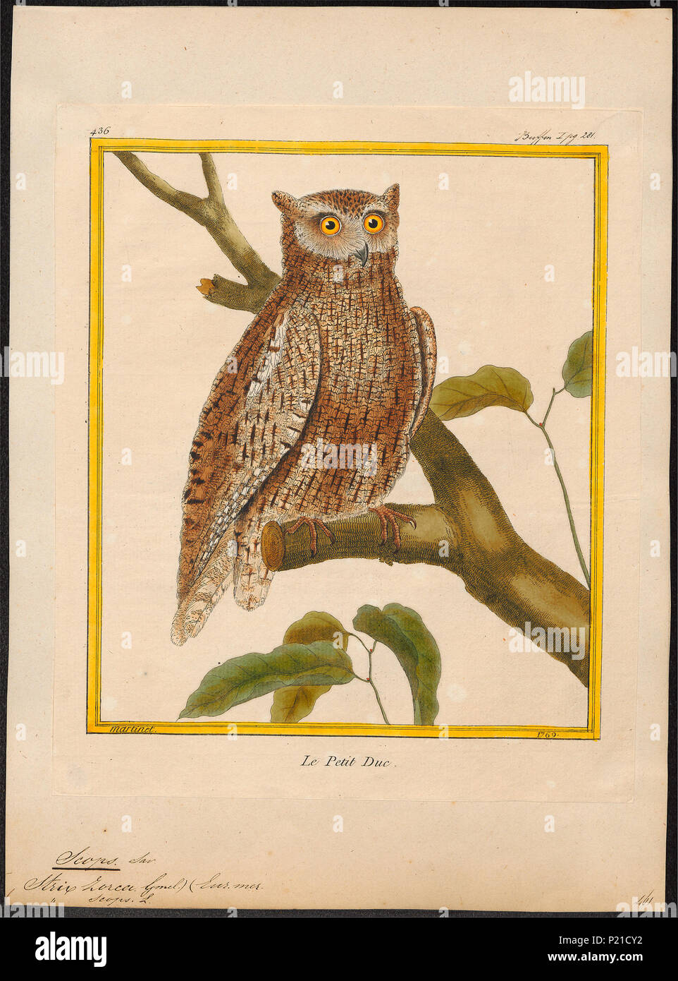 Scops zorca hi-res stock photography and images - Alamy