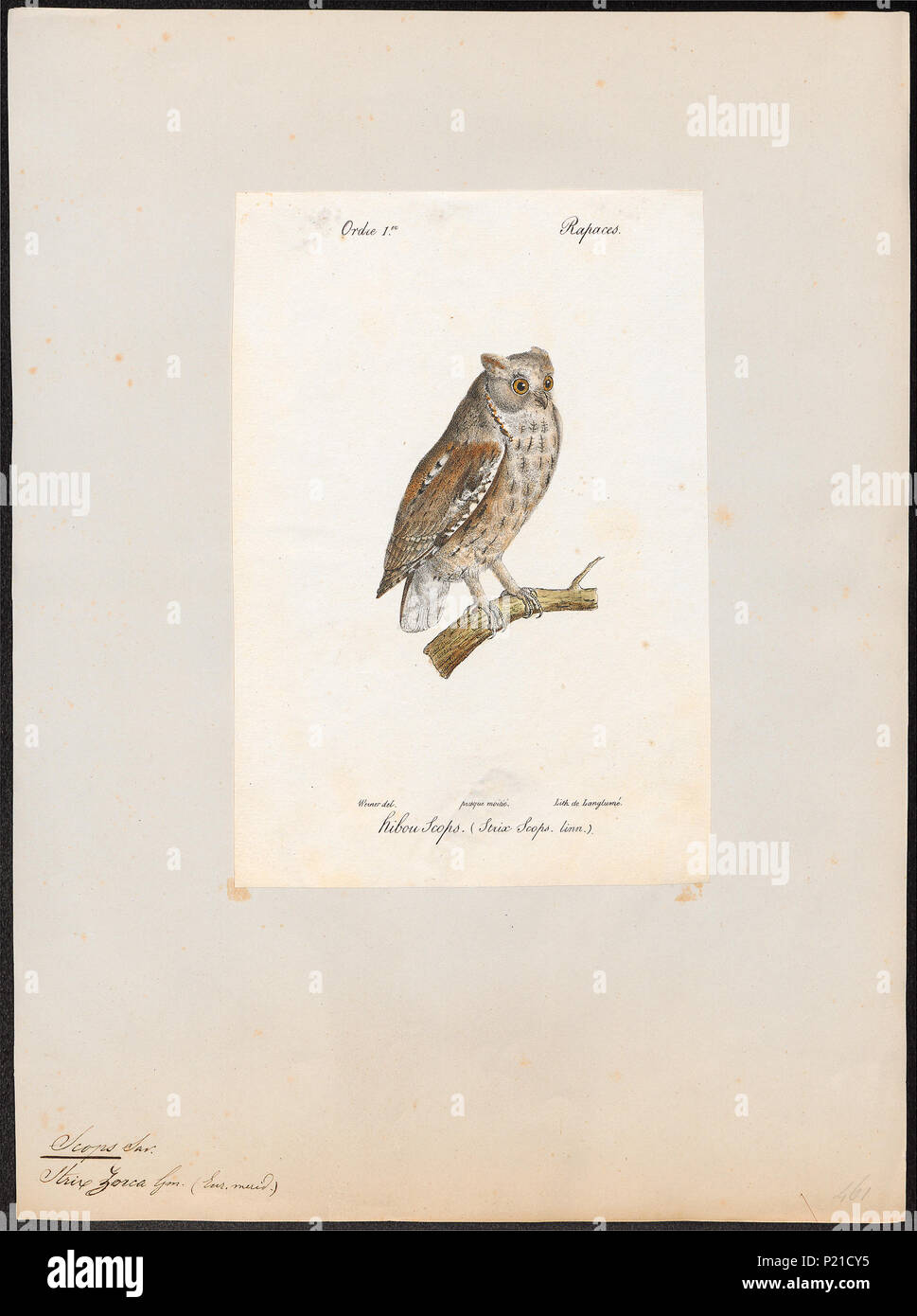 Scops zorca hi-res stock photography and images - Alamy