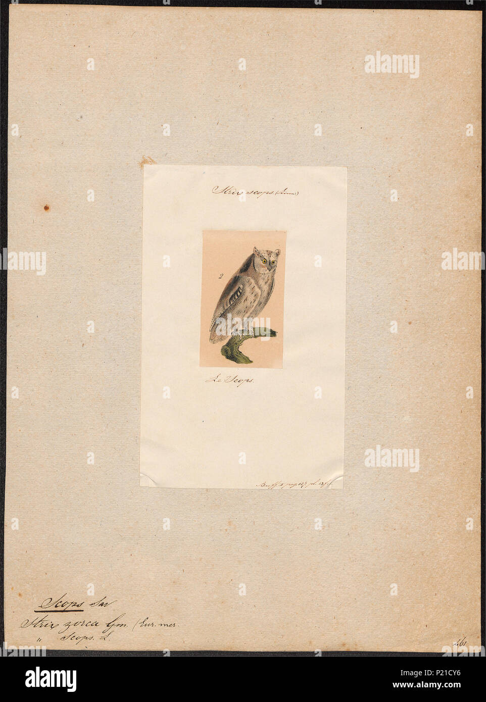 Scops zorca hi-res stock photography and images - Alamy