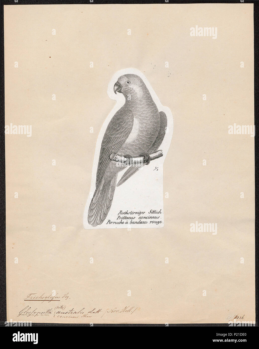 Concinnus hi-res stock photography and images - Alamy