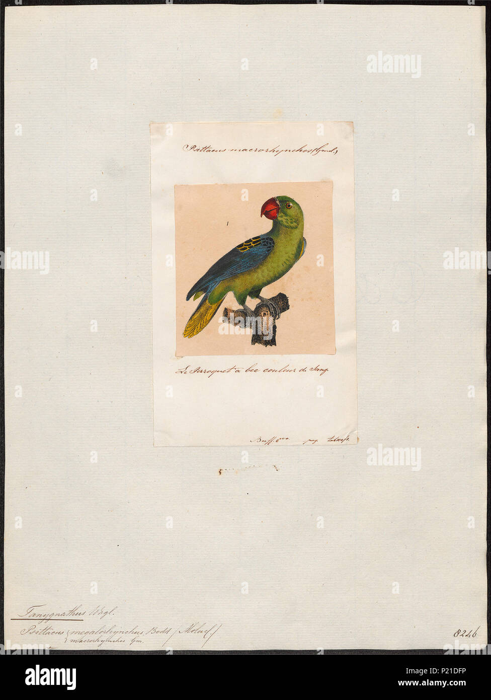 301 Tanygnathus megalorhynchos - 1700-1880 - Print - Iconographia ...