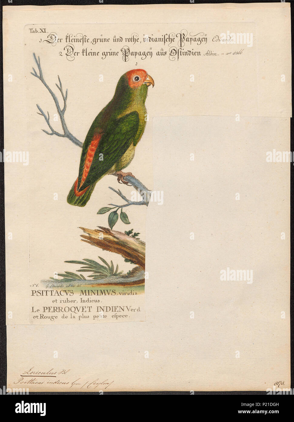 Loriculus indicus hi-res stock photography and images - Alamy