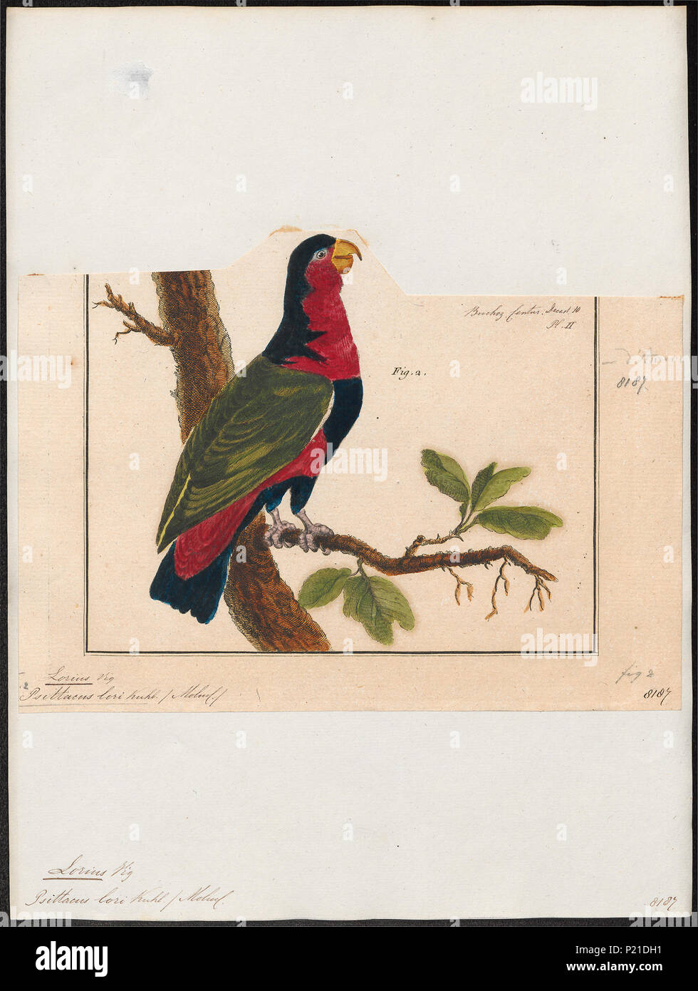 . Lorius lori . between 1775 and 1781 178 Lorius lori - 1775-1781 ...