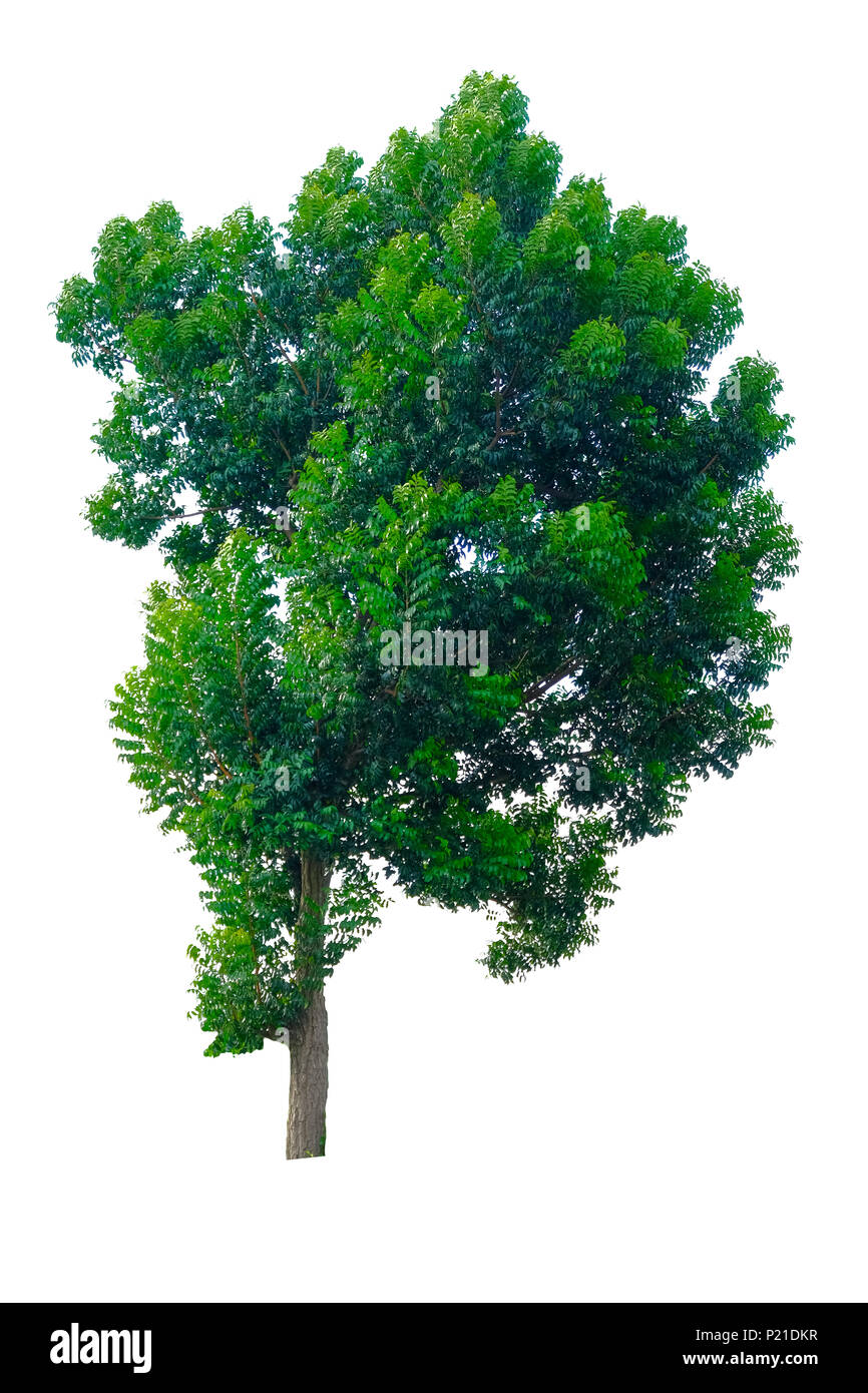 Tree isolated on a white background, Can be used a tree for part ...