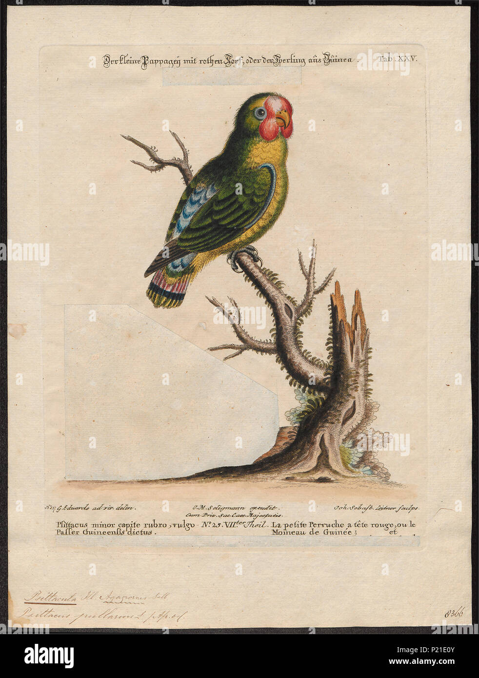 Psittacula pullaria hi-res stock photography and images - Alamy