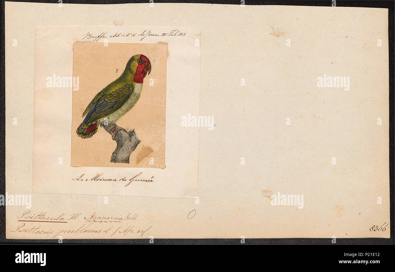 . Psittacula pullaria . between 1700 and 1880 272 Psittacula pullaria ...