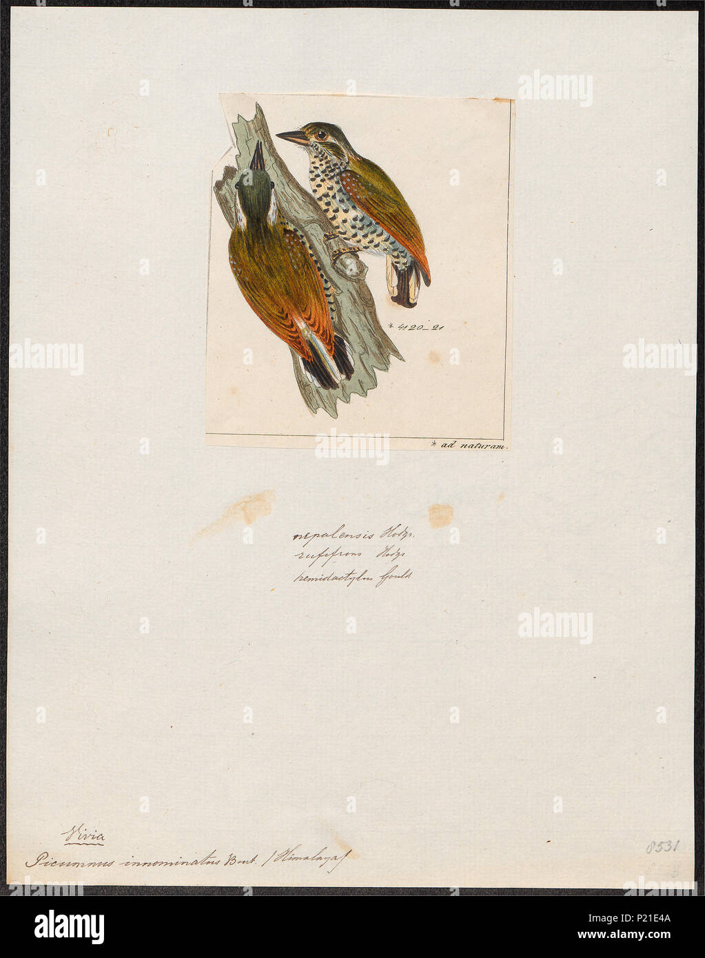 Innominatus hi-res stock photography and images - Alamy