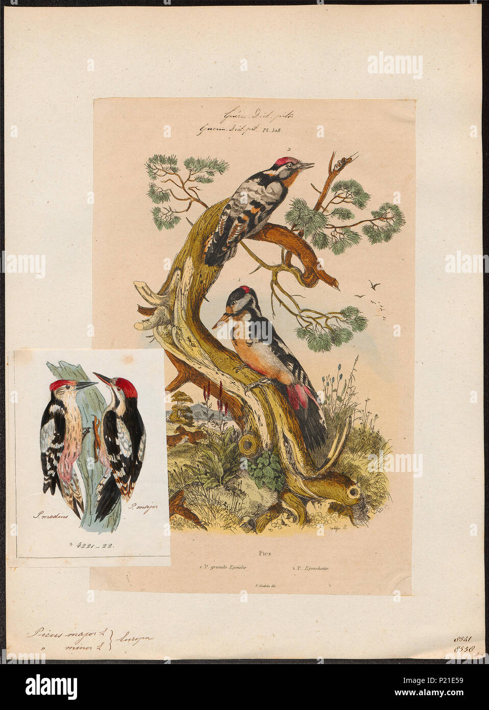 Picus major hi-res stock photography and images - Alamy