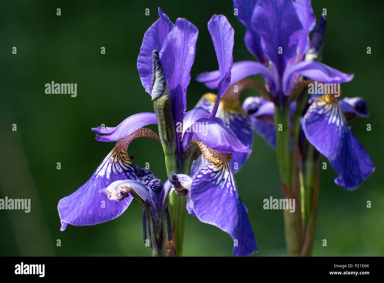 Deep blue wild iris flowering by the road in the village of Rivington ...